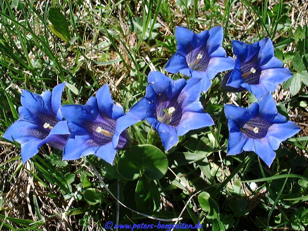 Peter's Bergseiten - Alpenblumen blau oder violett