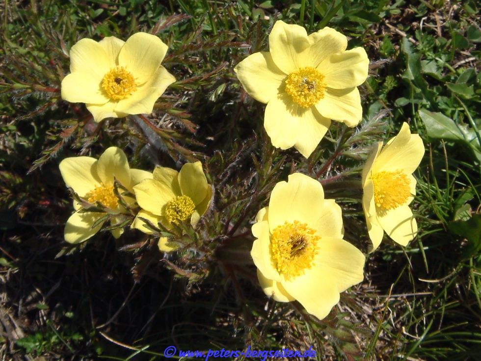 Peter's Bergseiten - Alpenblumen gelb oder braun