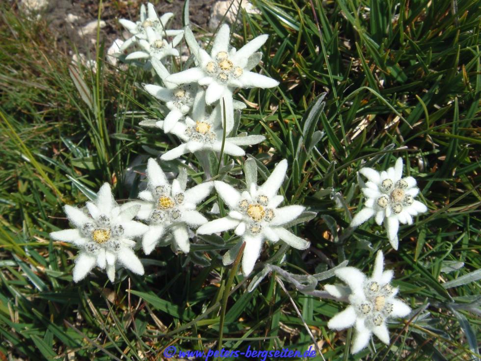 Peter's Bergseiten - Alpenblumen weiß oder grün
